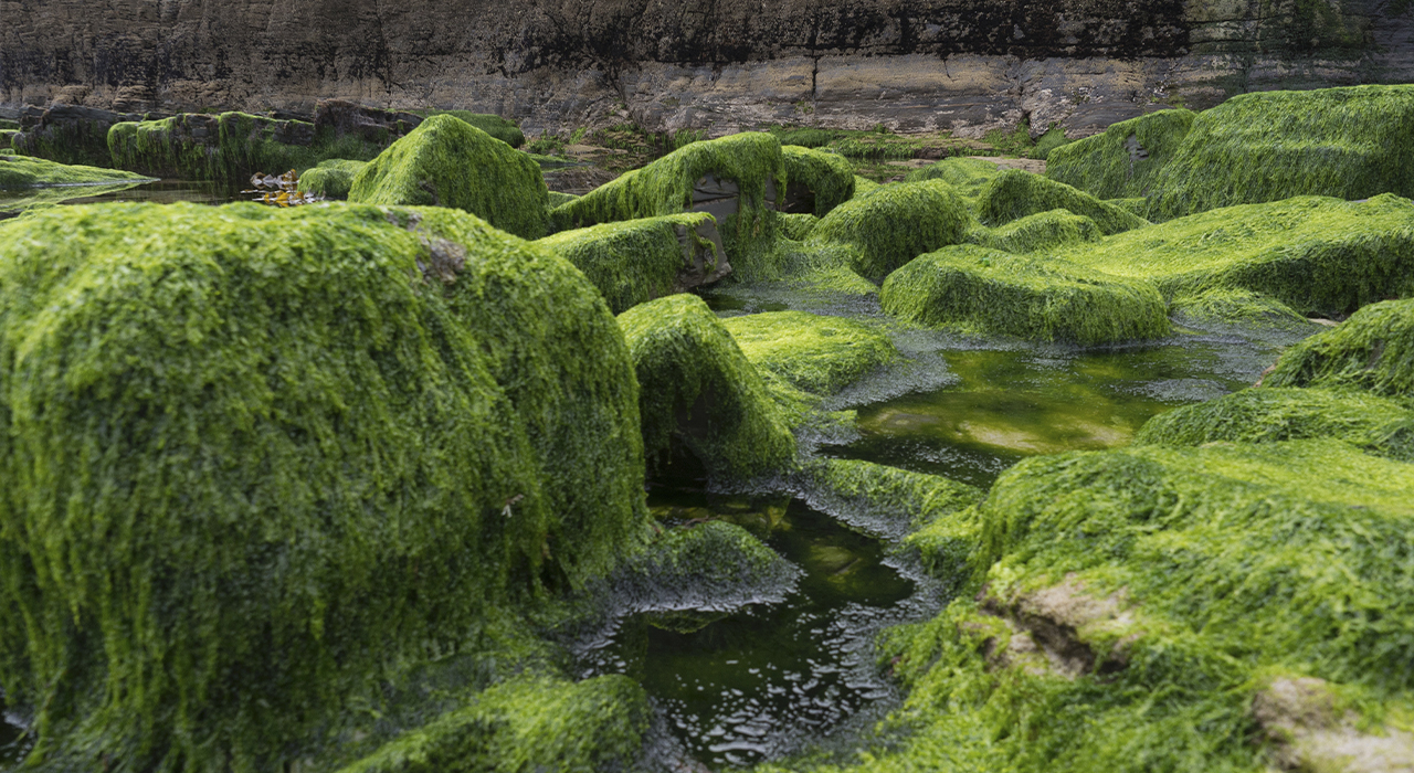Algae. Their Role in Carbon Capture and Climate Change Mitigation - Yep ...